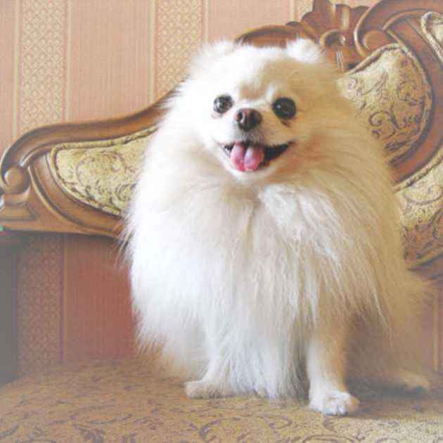 Selkirk Veterinary Services. Selkirk Veterinary Services