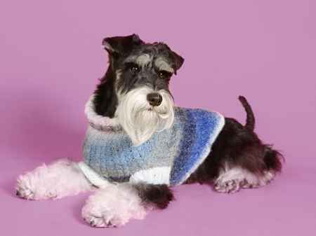 Transcona Veterinary Hospital. Home Page