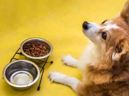 Transcona Veterinary Hospital. Home Page